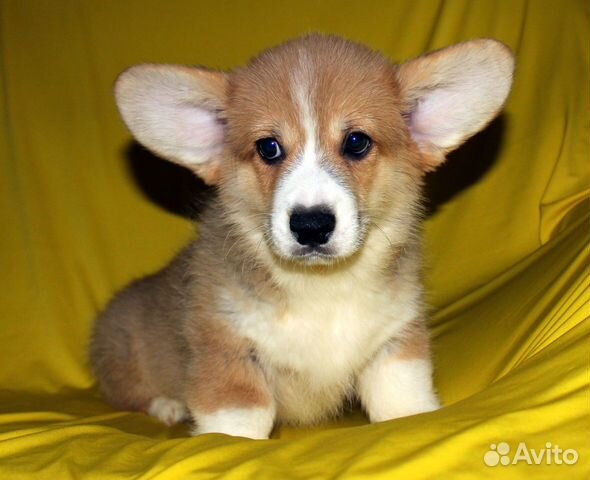 Вельш корги пемброк подарки для влюбленных