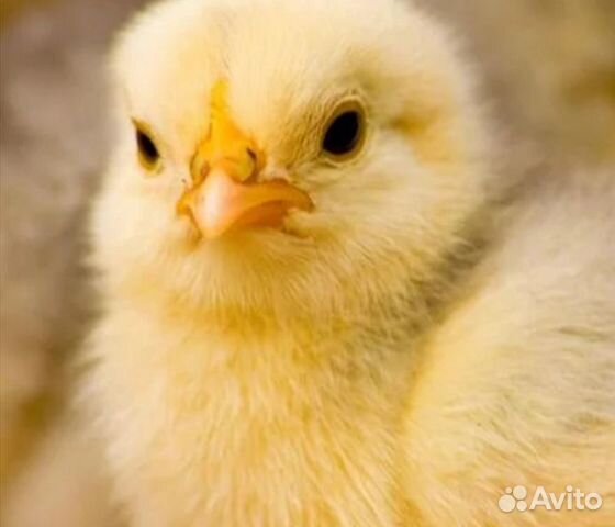 Суточные цыплята бройлеры
