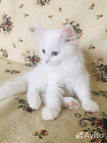 Отдам котёнка турецкой ангоры
