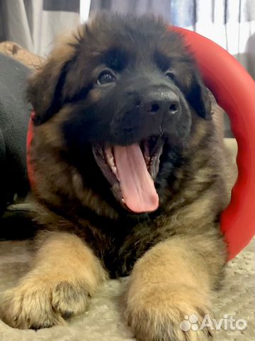 Очень красивый и крупный щенок немецкой овчарки