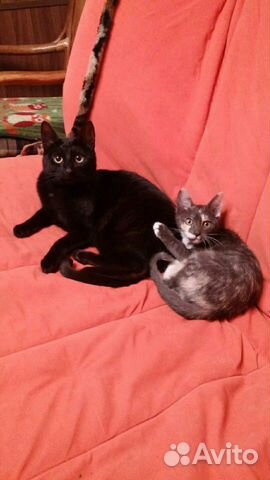 Кот и кошка