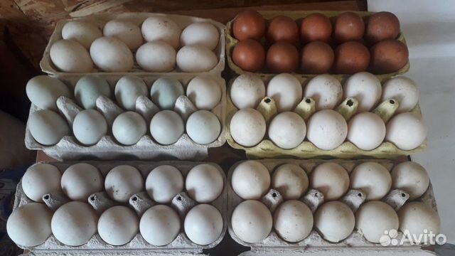 Утки индийский бегунок, инкубационное яйцо