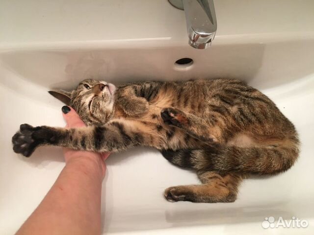 Котенок ждет семью