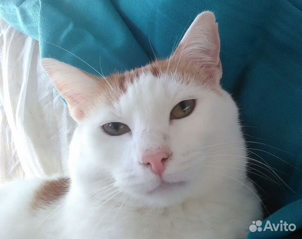 Данечка ласковый котейка в дар