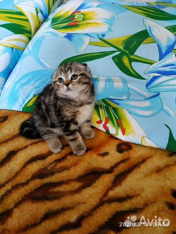 Шотландская