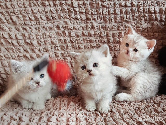 Котята вискас