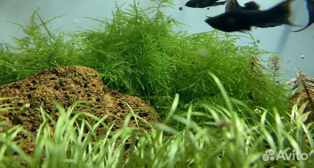 Аквариумные растения