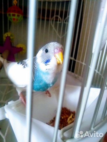 Птинец мальчик Попугая 35-40 дней