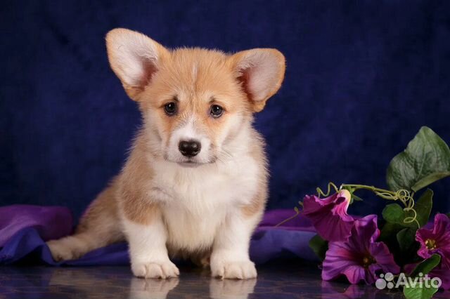 Щенок Вельш корги пемброк мальчик