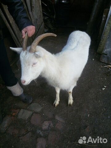 Продам казу