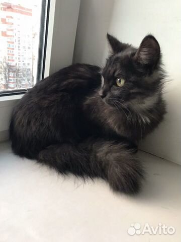 Кошечке Ночке нужен дом