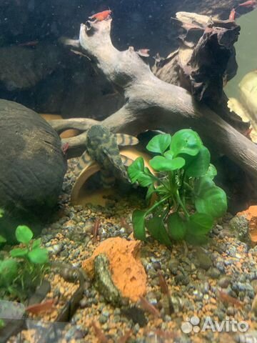 Номерные сомы Красная зебра (l-397)