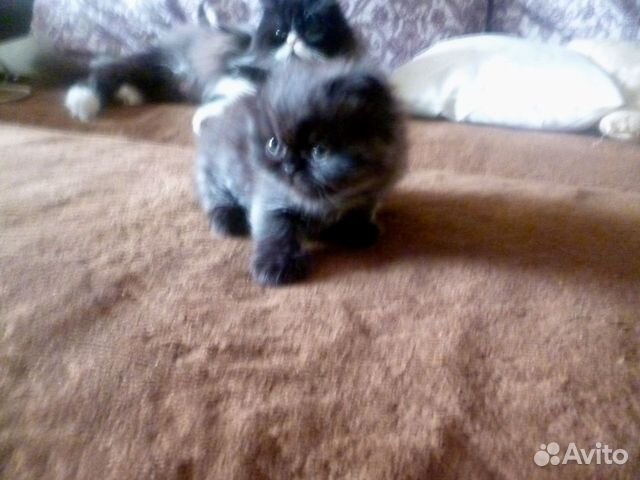 Продается котенок девочка