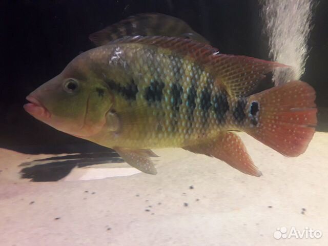 Манагуанская цихлазома, феста