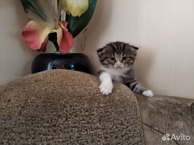 Котенок от британской кошки