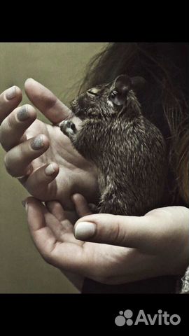 Белки Дегу 2 девочки