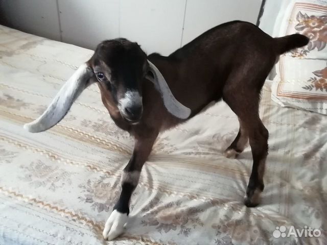 Коза нубийская