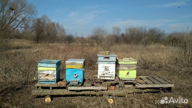 Пчелопакеты