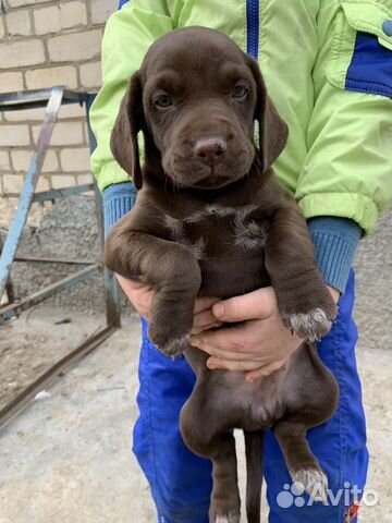 Щенки (курцхаар и эстонская гончая)
