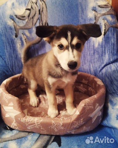 Метис Хаски