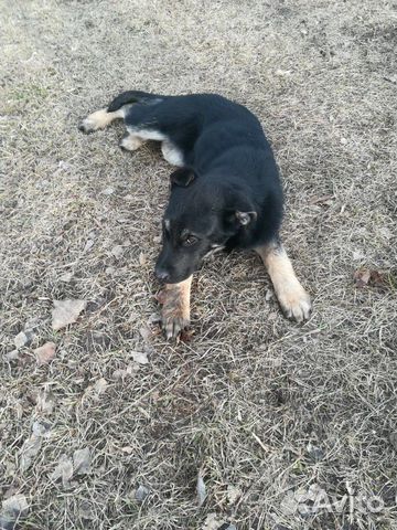 Собака смесь с немецкой овчаркой