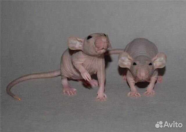 Крысята Сфинксы