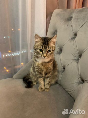 Здорового котенка хотят усыпить