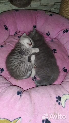 Продаются котятки