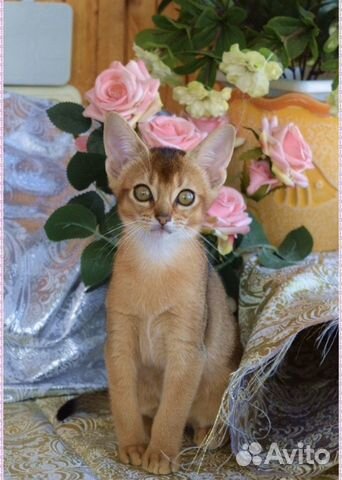 Абиссинсинские кошки и котята