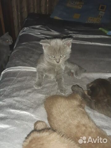 Котята британцы