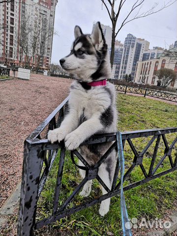 Сибирский хаски