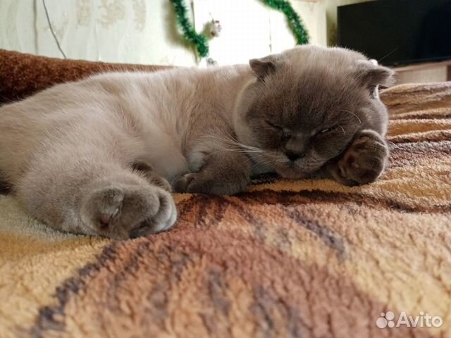 Годовалый добрый ласковый кот