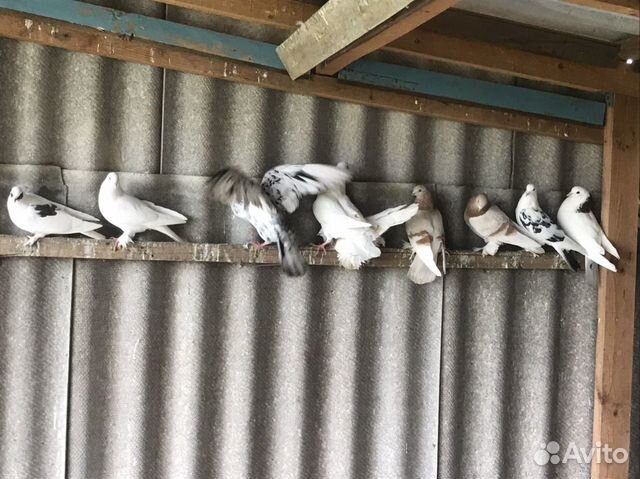 Турецкие,Бакинские и Иранские Бойные Голуби