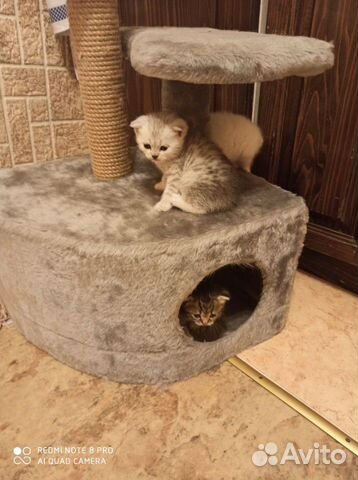 Шотландские котята