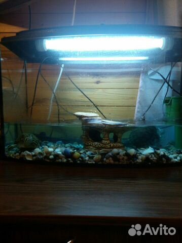 Красноухие черепахи с террариумом