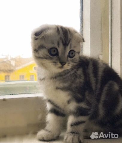 Шотландский вислоухий котик