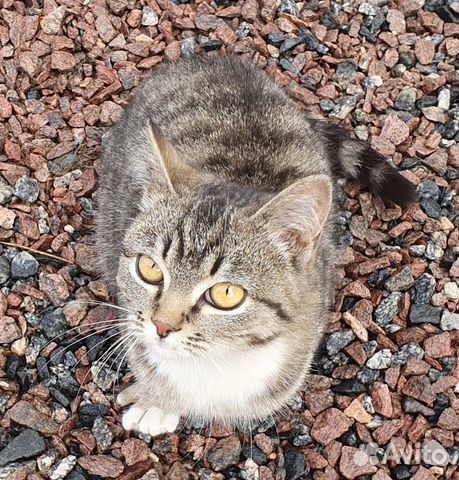 Котёнок (девочка, около 4х месяцев)