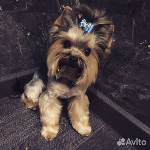 Йоркширский терьер