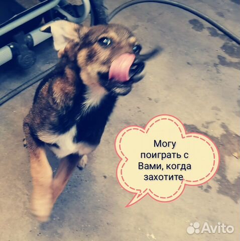 Игривый щенок ищет дом