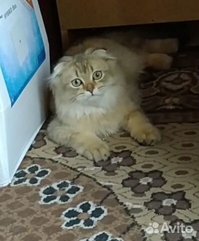 Котенок золотого окраса