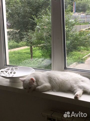 Кот Пушик 3 года
