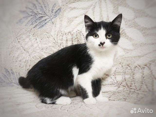 "Сердечко на носике" ищет дом