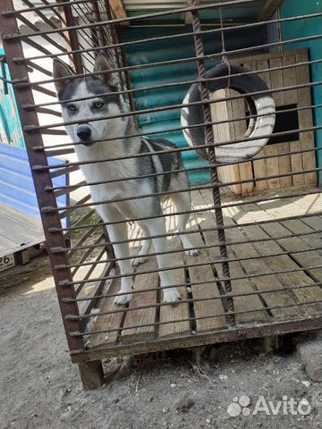 Продам хаску