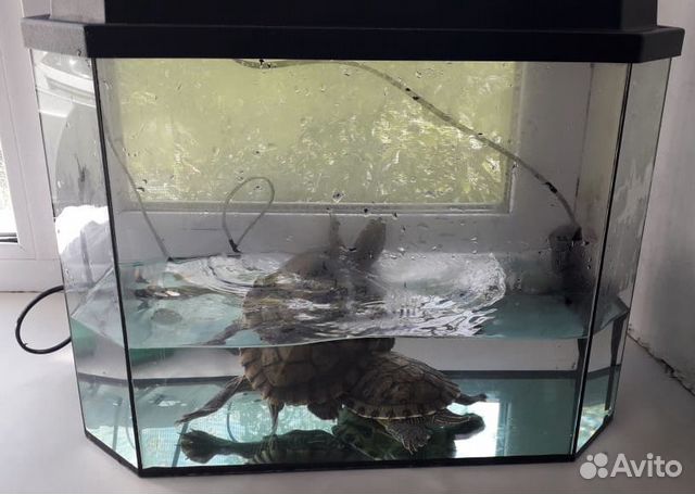 Красноухие черепахи