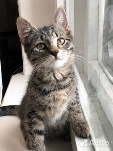 Ласковая девочка Мальвина 2,5-3 мес ищет свой дом