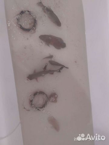 Рыбки хищные