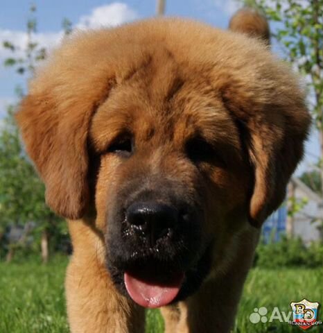 Щенки тибетского мастифа