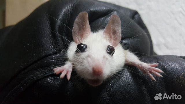 Мыши, мешата, мастомисы