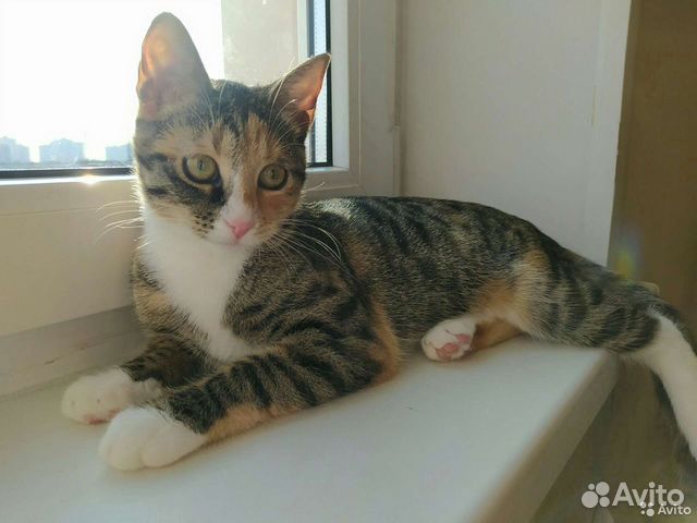 Четырехцветный котенок