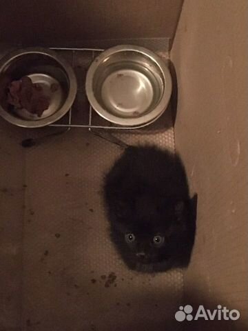 Котенок даром 2 месяца